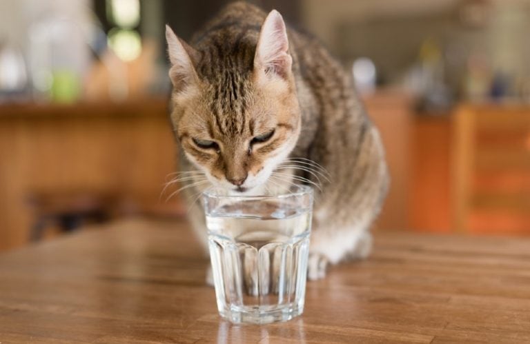 How to Stop a Cat from Spilling Their Water Bowl: 8 Methods | Hepper ...