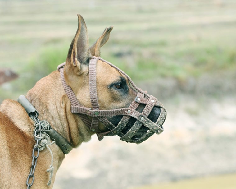 How to Measure a Dog for a Muzzle in 5 Simple Steps | Hepper Pet Resources