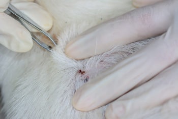 How to Remove a Dried Dead Tick From Your Dog in 7 Steps | Hepper Pet ...