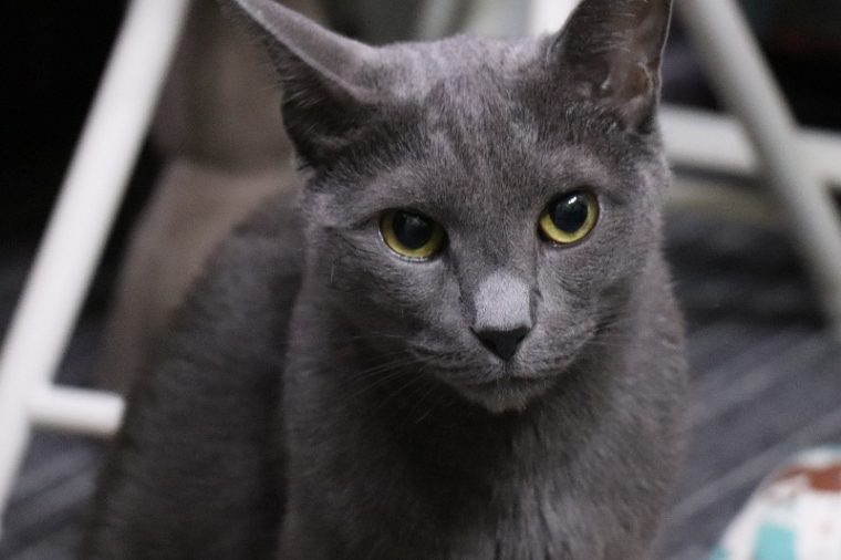 20 Incredible Australian Cat Statistics & Facts: Updated in 2025 ...