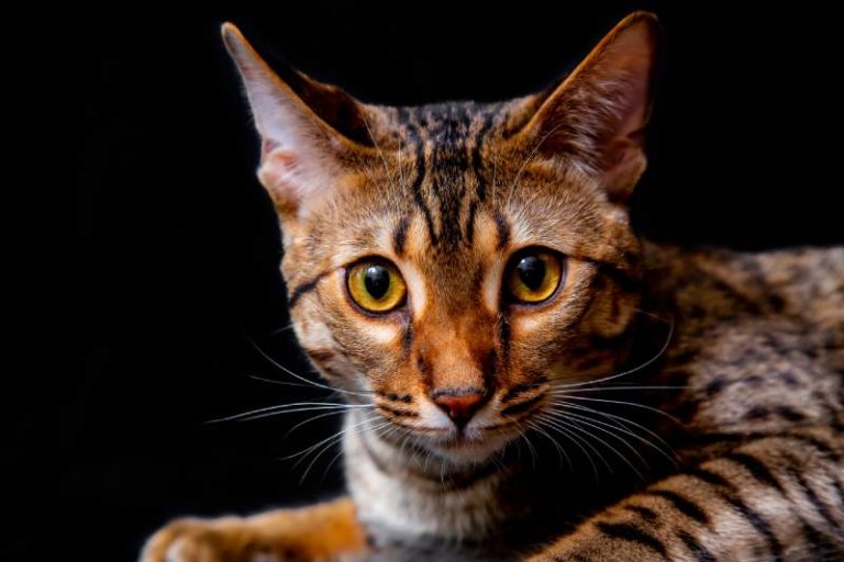 F4 Savannah Cat: Rarity, Temperament, Info & More (With Pictures ...