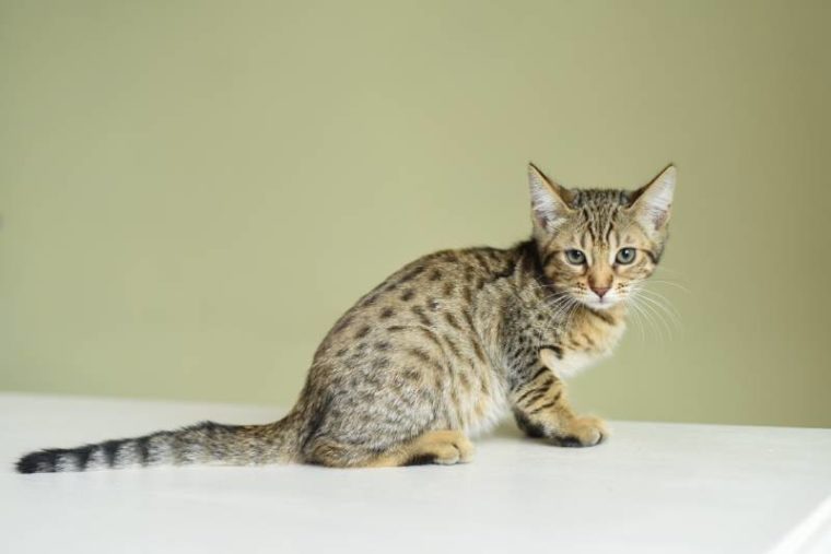 F5 Savannah Cat: Rarity, Temperament, Info & More | Hepper Pet Resources