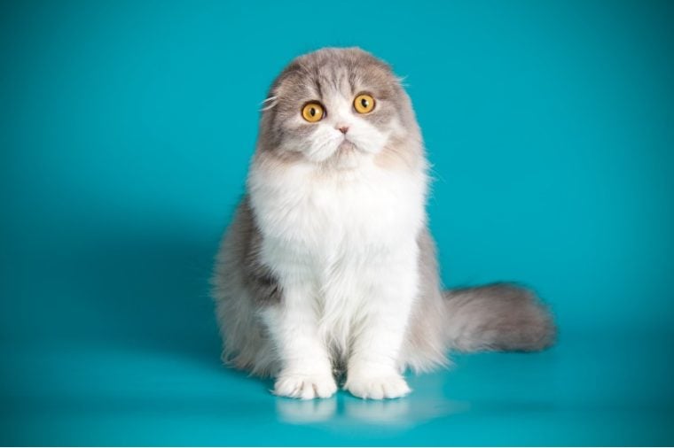 Scottish Fold Colors - 20 Common and Rare Varieties (With Pictures ...