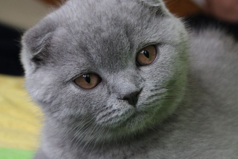Scottish Fold Colors - 20 Common and Rare Varieties (With Pictures ...