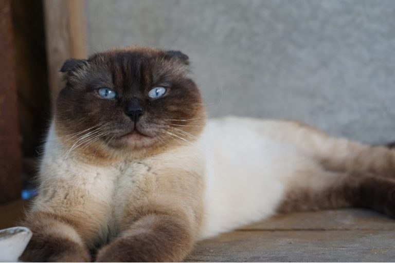 20 Incredible Australian Cat Statistics & Facts: Updated in 2026 ...
