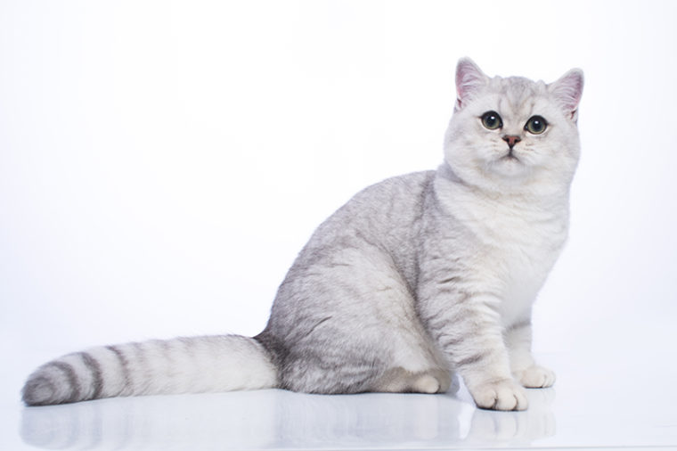 Chinchilla British Shorthair Cat: Facts, Origin & History (With ...