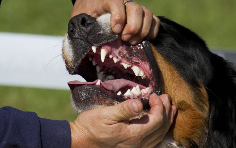 Malocclusions in Dogs (Teeth Misalignment): Vet Explained Causes, Signs ...