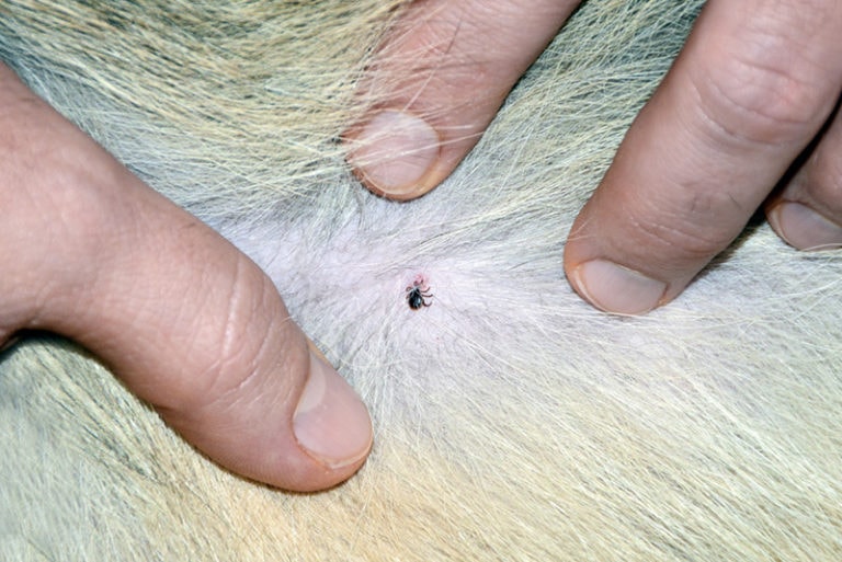 Dog Wart Vs Skin Tag In Dogs Differences Pictures Vet Approved