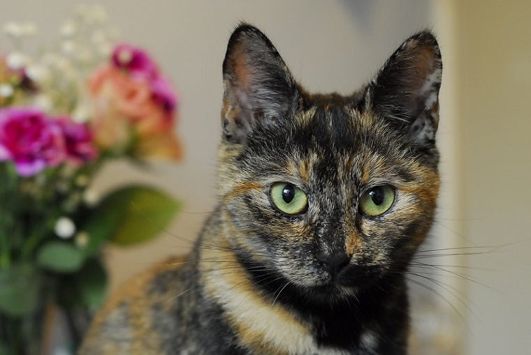 How Much Does It Cost to Own a Tortoiseshell Cat? 2025 Pricing Guide | Hepper Pet Resources