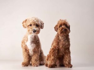 Maltipoo vs Cavapoo – How Do They Compare? (With Pictures) | Hepper Pet ...