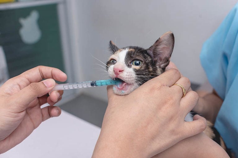 Can You Use Dog Dewormer on Cats? Vet Reviewed Explanation | Hepper Pet Resources