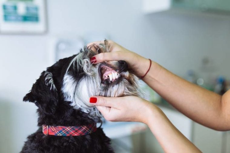 My Dog's Bottom Lip Is Quivering: 9 Vet-Verified Reasons | Hepper Pet ...