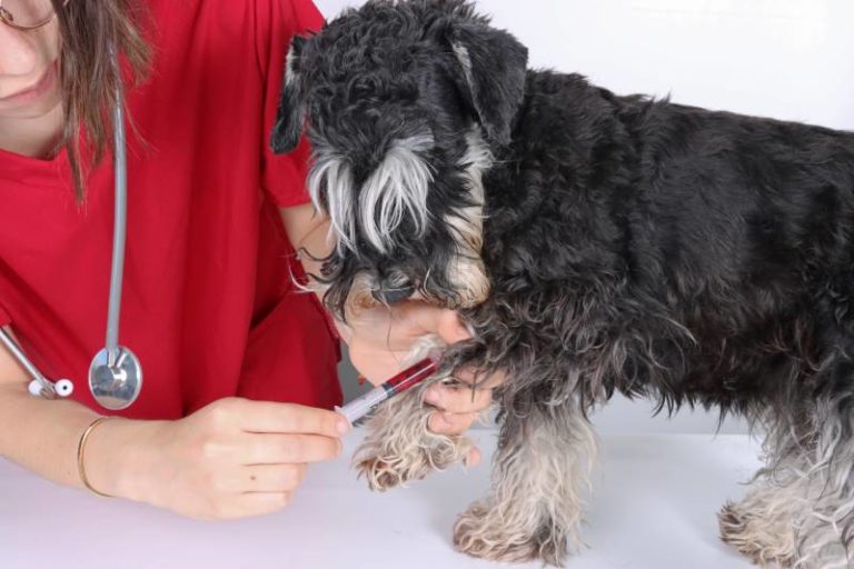 11 Miniature Schnauzer Health Problems to Watch Out For | Hepper Pet ...