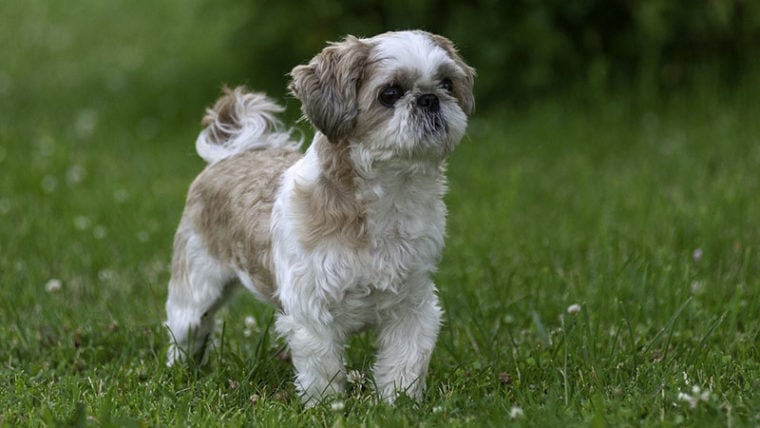 15 Most Popular Dog Breeds in the Philippines: 2026 Update (With Info ...