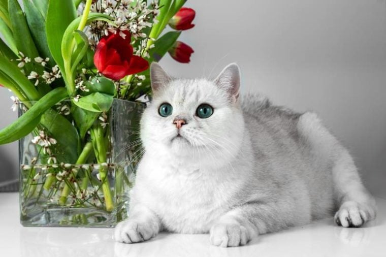 White British Shorthair Cat: Facts, Origin & History (With Pictures) | Hepper Pet Resources