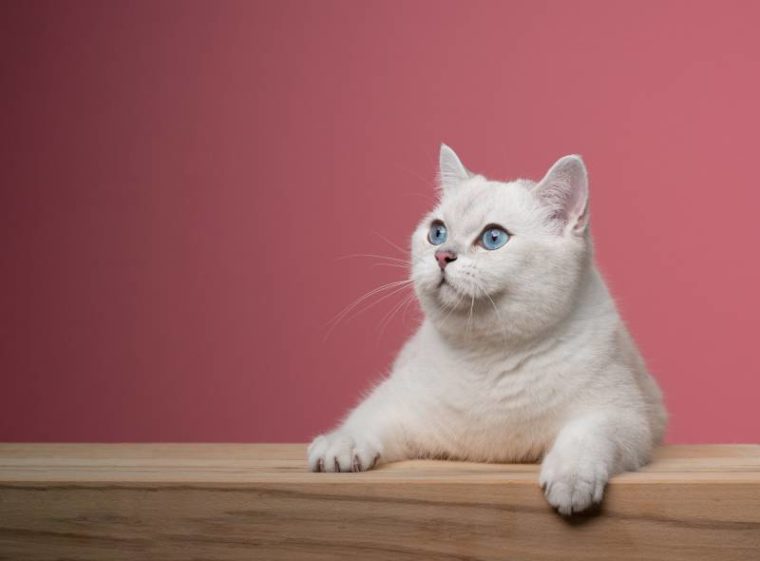 White British Shorthair Cat: Facts, Origin & History (With Pictures) | Hepper Pet Resources
