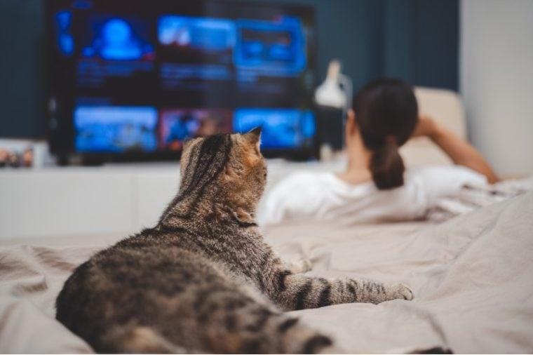 Is TV Bad for Cats? Vet-Approved Facts | Hepper Pet Resources