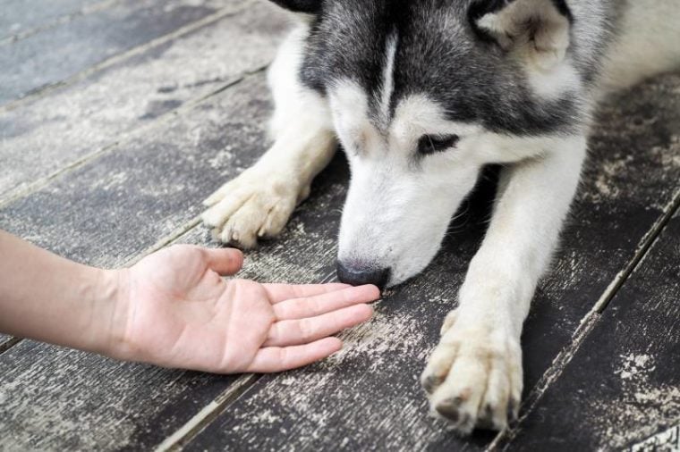 What Are Allergy Detection Service Dogs? How They Work, Training & FAQ ...