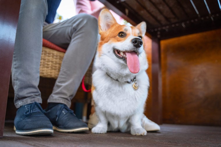 Dog-Friendly Restaurant Etiquette: 20 Rules for a Well-Behaved Pet ...