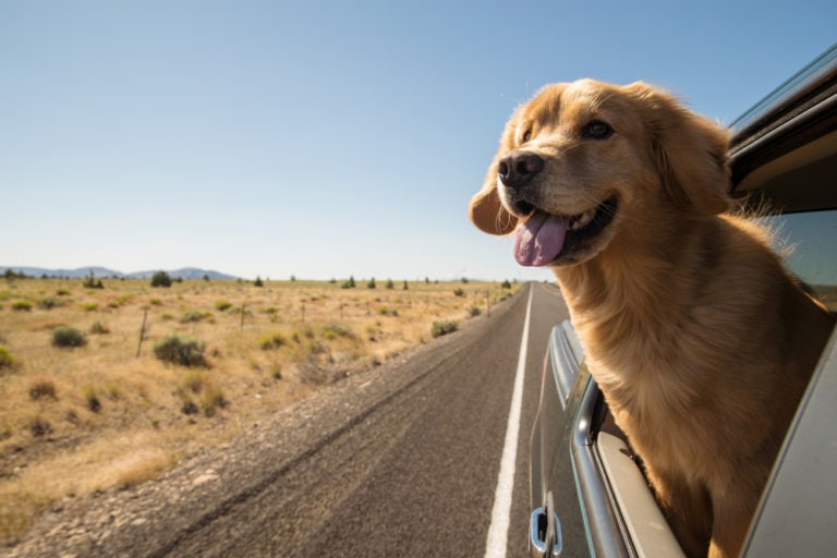 DogFriendly.com is Now a Part of Hepper | Hepper Pet Resources
