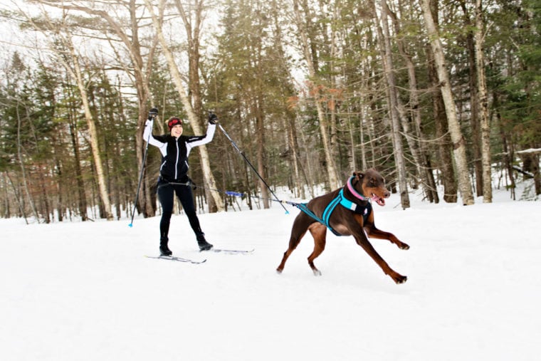 Skijoring With Dogs: What It Is & How To Get Started | Hepper Pet Resources