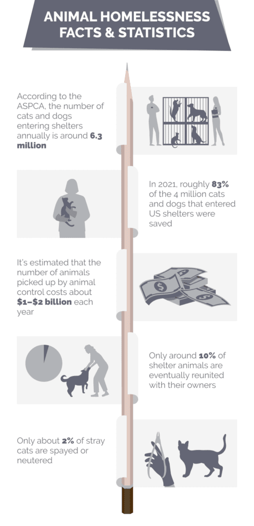 10 Shocking Animal Homelessness Statistics & Facts (2025 Update ...