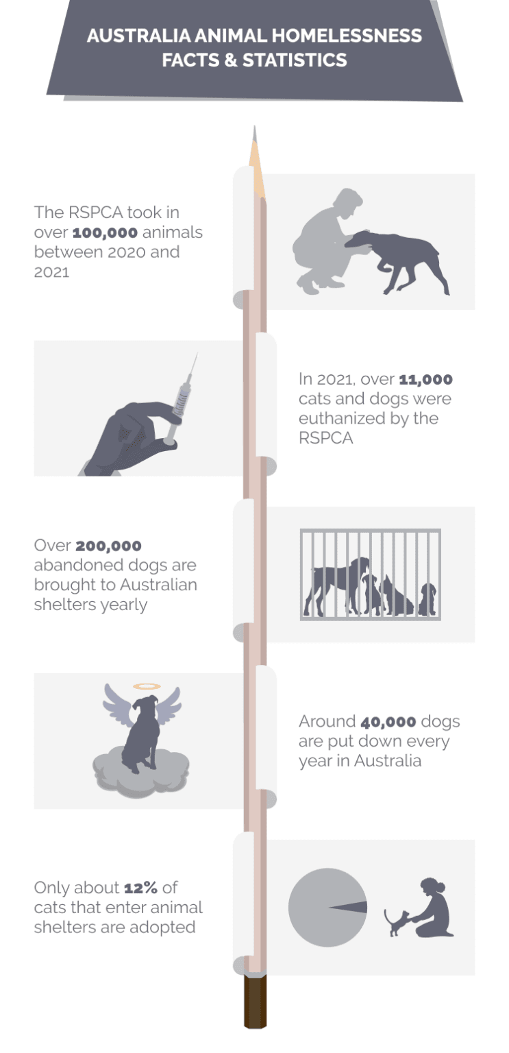 10 Shocking Australian Animal Homelessness Statistics: 2025 Update ...