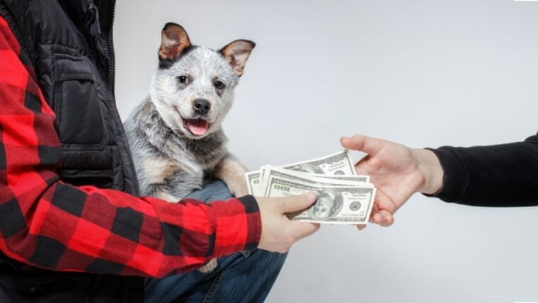 What Is the Cost of Training a Service Dog? 2025 Price Update | Hepper ...