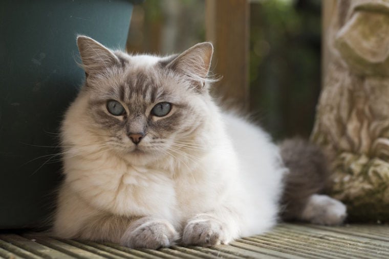 Lilac Ragdoll Cat: Facts, Origin & History (With Pictures) | Hepper Pet ...