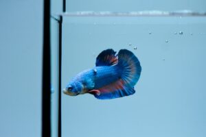 Blue Betta Fish: Care Guide, Pictures, Lifespan & More | Hepper Pet ...