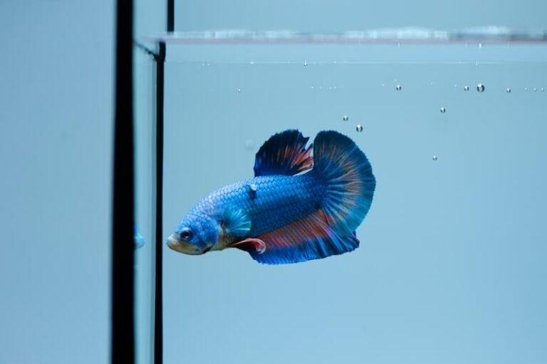 Blue Betta Fish: Care Guide, Pictures, Lifespan & More | Hepper Pet ...