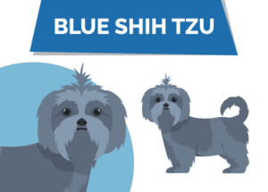 10 Shih Tzu Colors, Patterns & Markings (With Pictures) | Hepper Pet ...