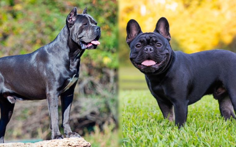 Cane Corso Doberman Mix: Info, Pictures, Traits & Facts | Hepper Pet ...