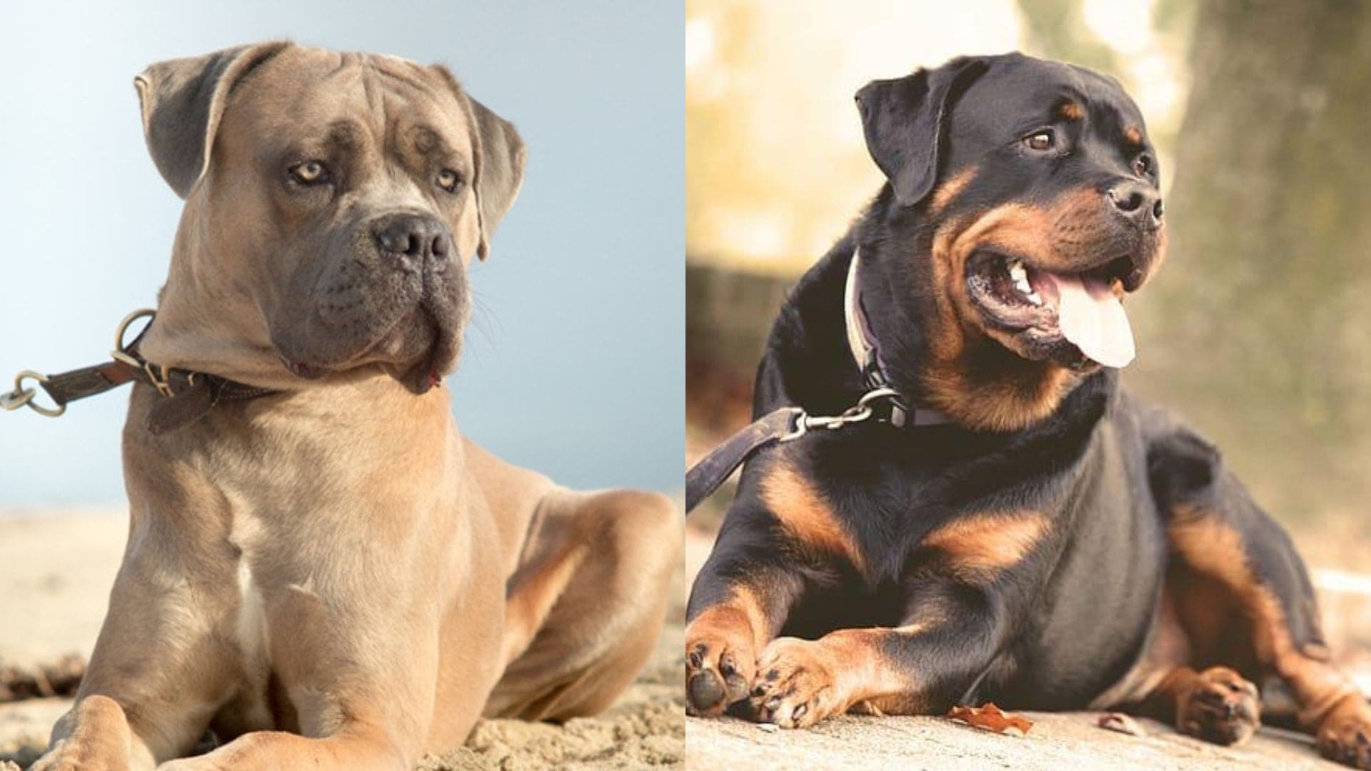 Rotticorso (Cane Corso Rottweiler Mix): Info, Pictures, Traits & More ...