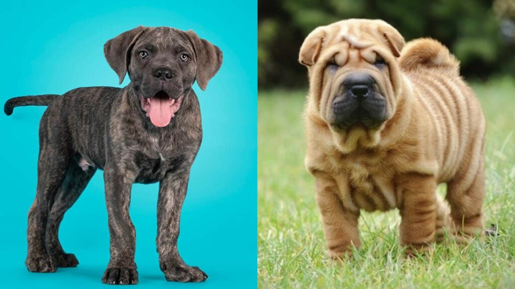 Cane Corso Shar-Pei Mix: Info, Pictures, Traits & Facts | Hepper Pet ...