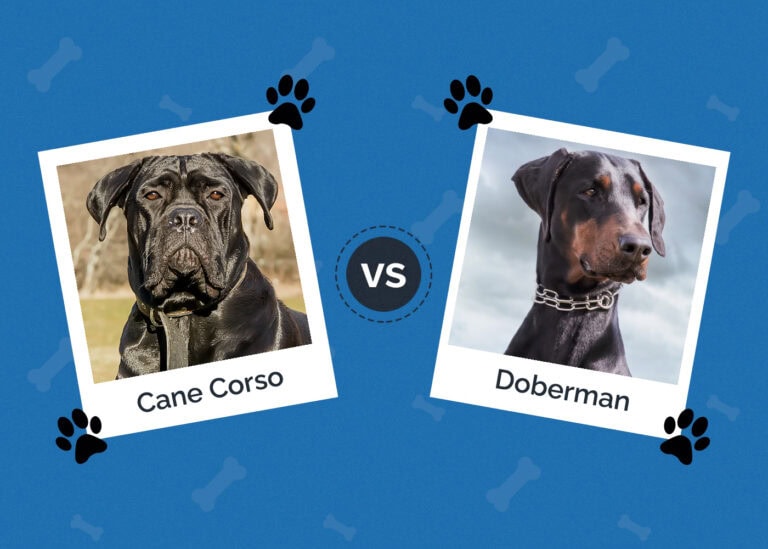 Cane Corso vs Doberman: How Do They Compare? (With Pictures) | Hepper ...