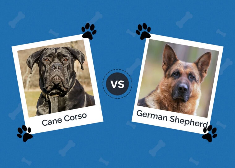 Cane Corso vs German Shepherd: Which One Is Right for Me? | Hepper Pet ...