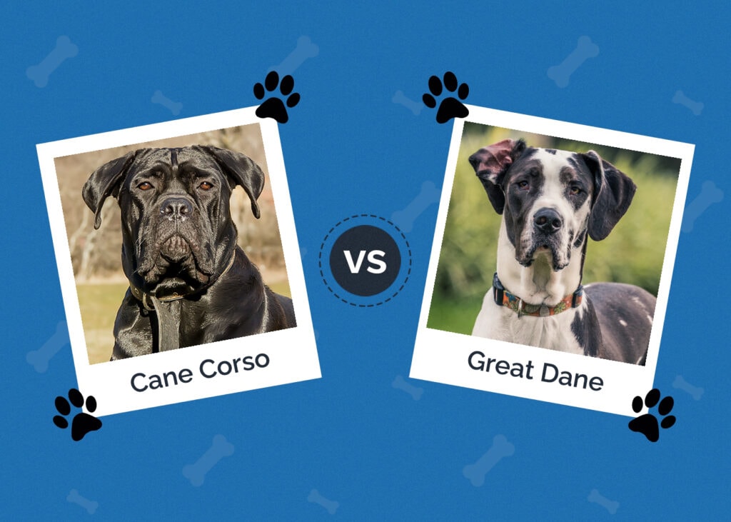 Cane Corso Vs Great Dane: How Do They Compare? | Hepper Pet Resources