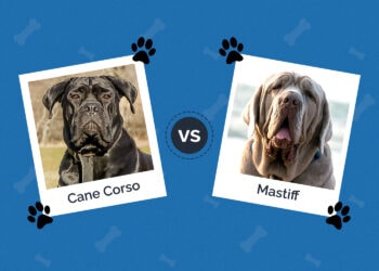 Cane Corso vs Mastiff: Which One is Right for Me? | Hepper Pet Resources