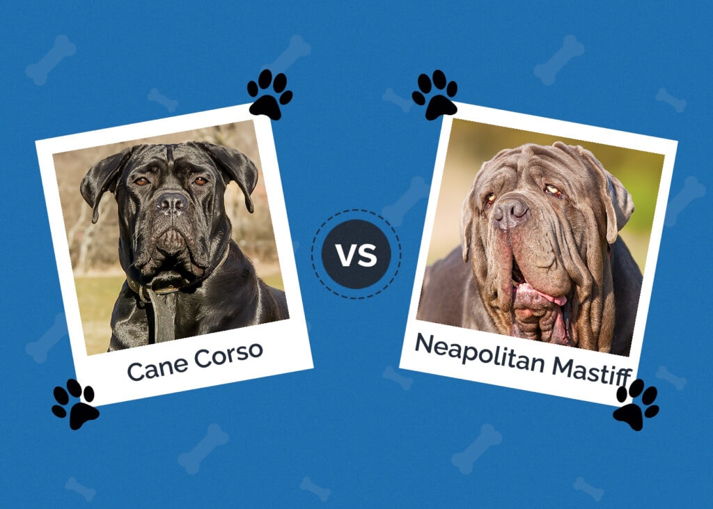 Cane Corso vs Neapolitan Mastiff: Key Differences (With Pictures ...