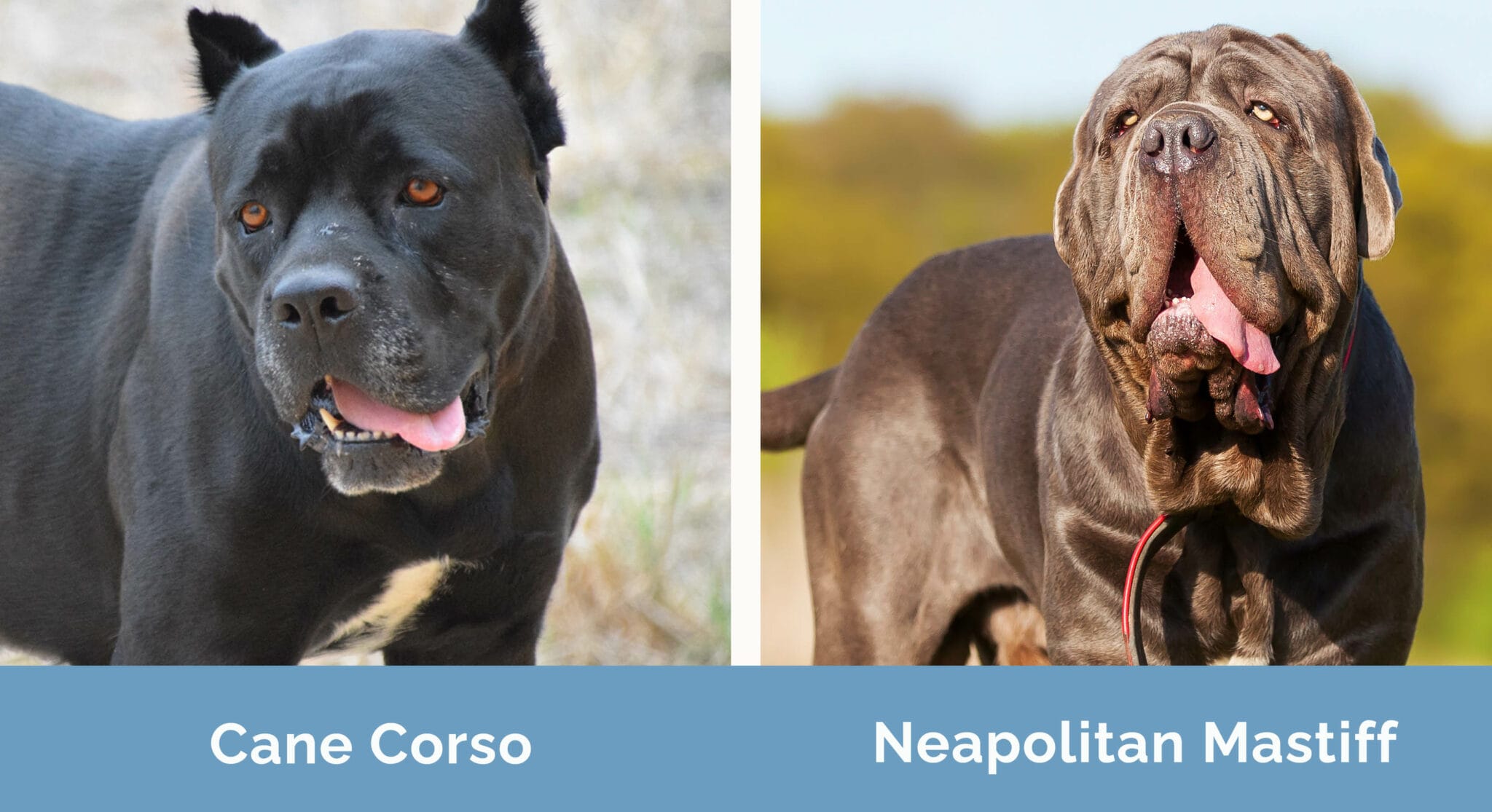 Cane Corso vs Neapolitan Mastiff: Key Differences (With Pictures ...