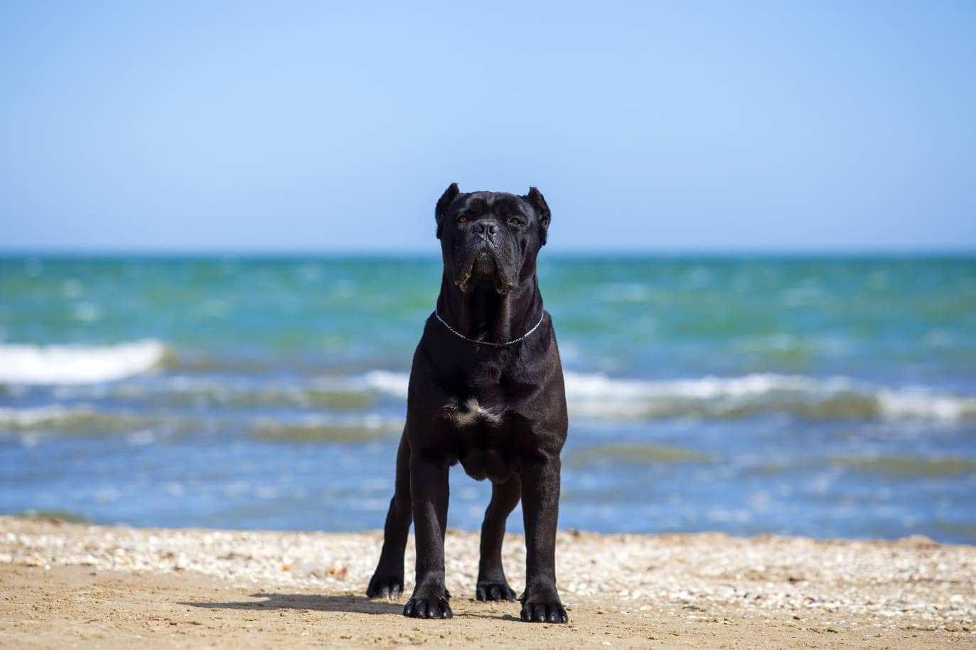 Cane Corso vs German Shepherd: Which One Is Right for Me? | Hepper Pet ...