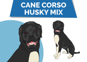 Cane Corso Husky Mix; Info, Pictures, Traits & Facts | Hepper Pet Resources