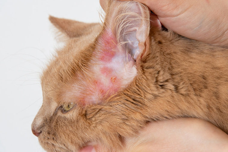 Why Are There Scabs On My Cat? 7 Vet-Reviewed Common Causes | Hepper ...