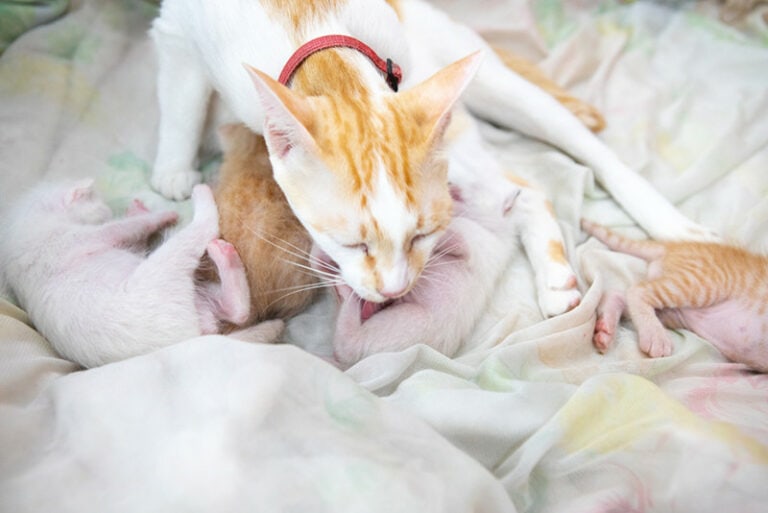How Can I Tell When My Cat Is Done Giving Birth? Vet Approved Guidance ...