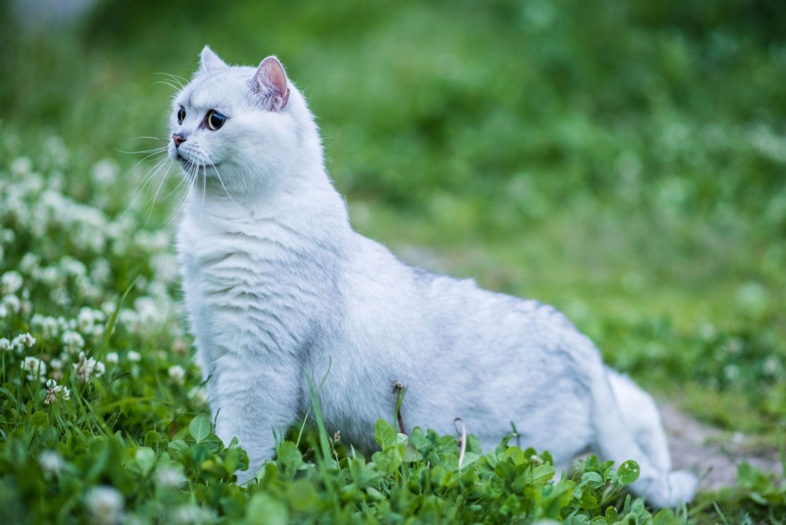 Chinchilla Cat Breed: Info, Pictures, Care, Traits & Facts | Hepper Pet ...