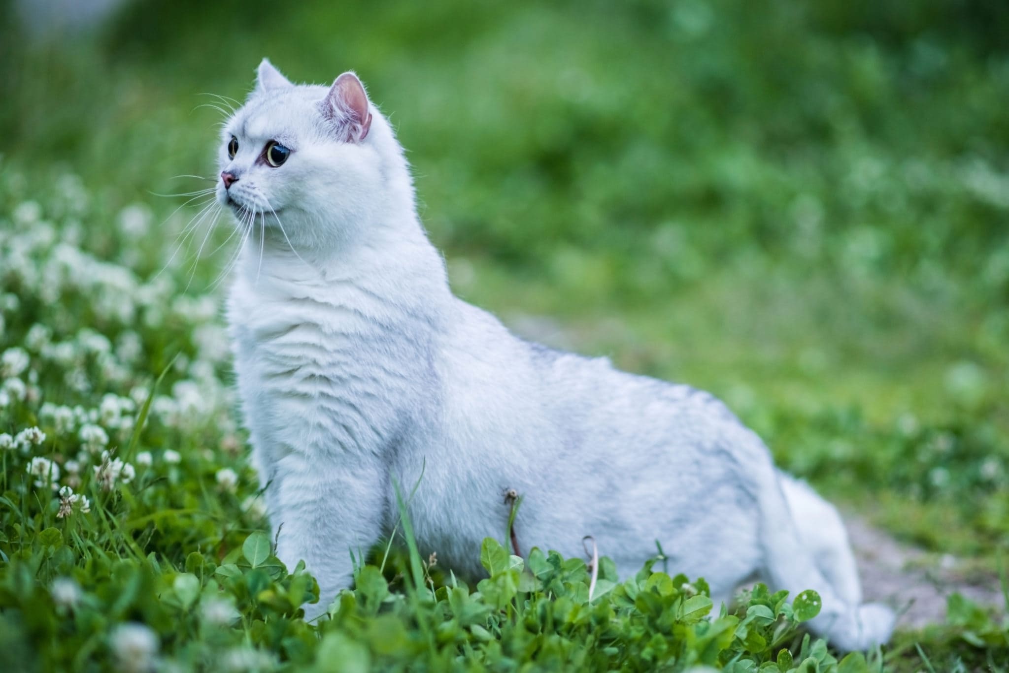 Chinchilla British Shorthair Cat: Facts, Origin & History (With Pictures) | Hepper Pet Resources