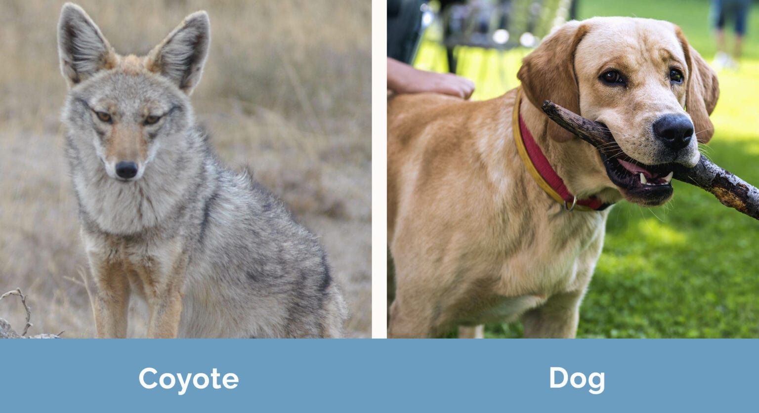 Coyote vs Dog: What’s the Difference? What Science Says | Hepper Pet ...