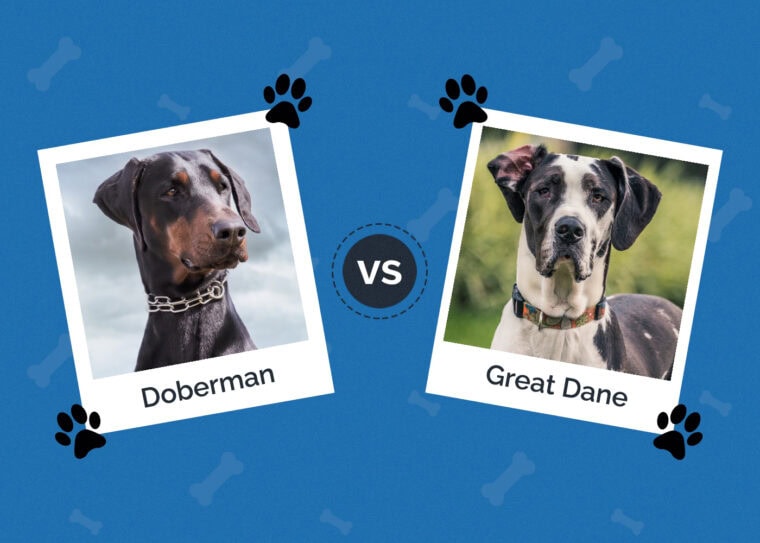 Doberman vs. Great Dane: How Do They Compare? (With Pictures) | Hepper ...