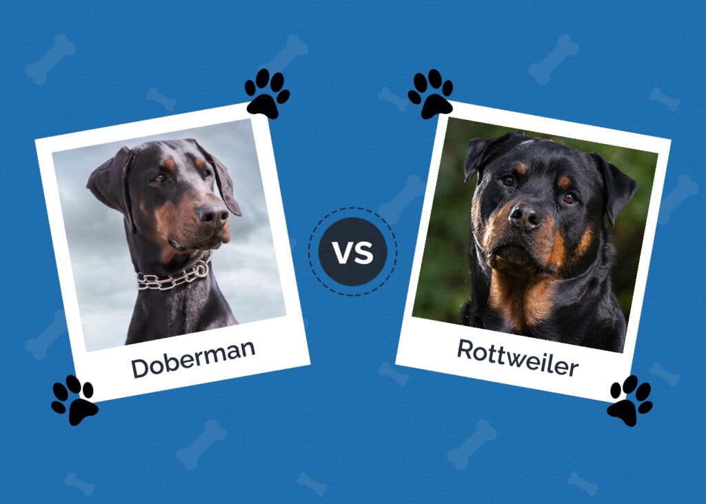 Doberman vs Rottweiler: What’s the Difference? (With Pictures) | Hepper ...